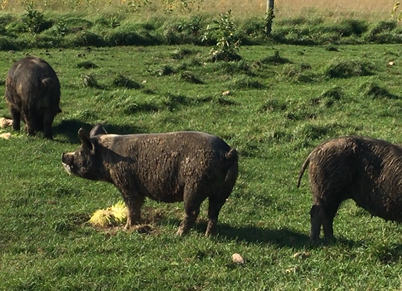 Growing Fodder for Pigs - Countryside
